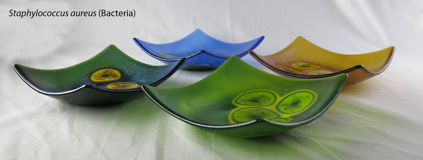 Staphylococcus aureus Bacteria Fused Glass Dishes by ...