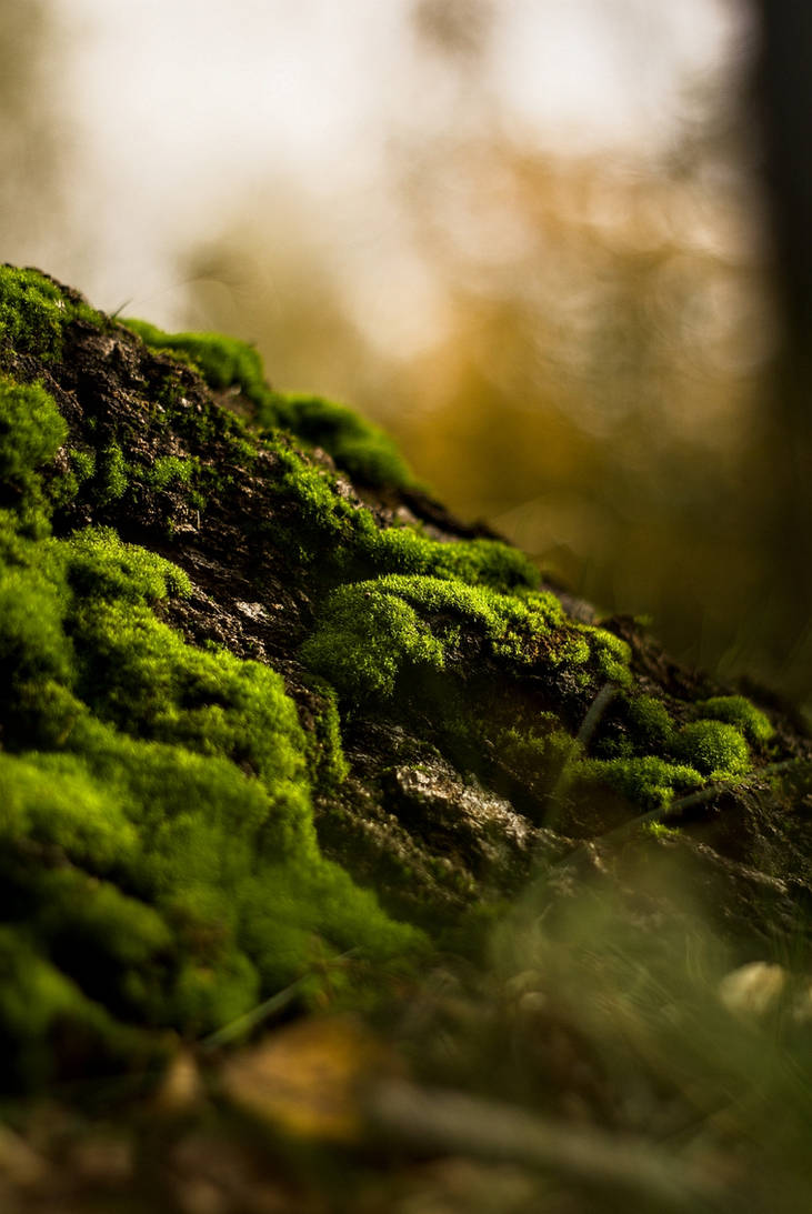 fotoplakat 2 Ngeo by LunarMomentO on DeviantArt