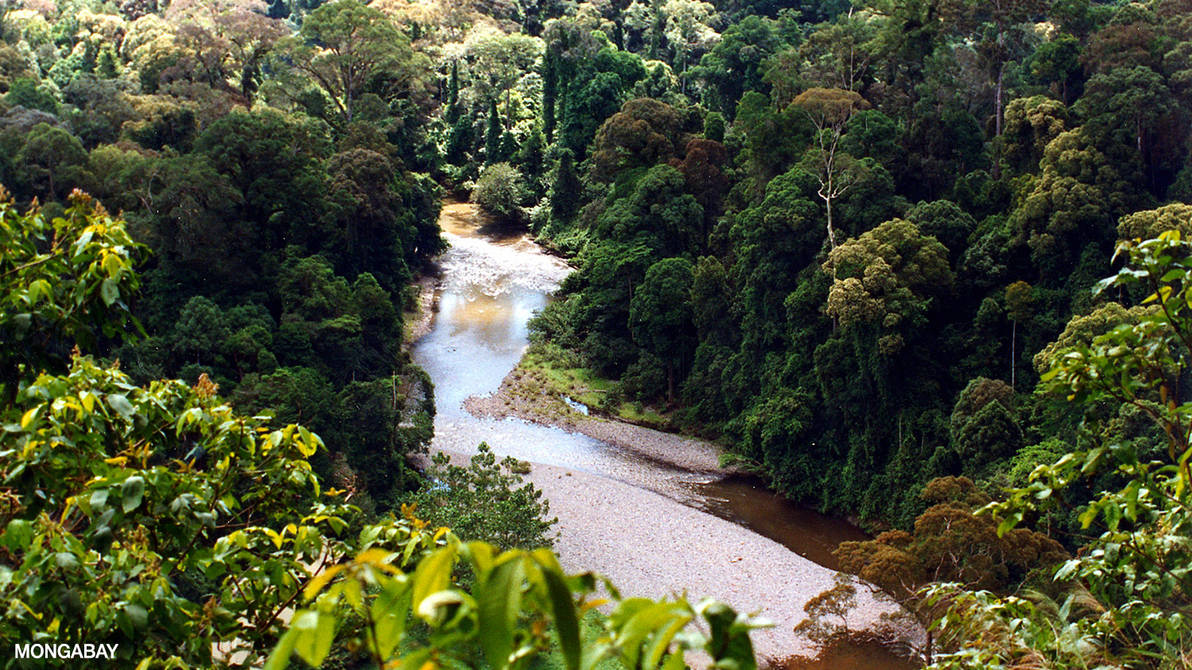 Tropical rainforest river by Colourgirlsrini on DeviantArt