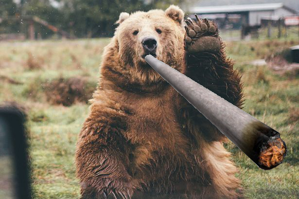 Mlg bear by therealmoosegaming on DeviantArt