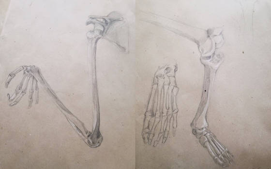 Explore the Best Bonestudies Art | DeviantArt