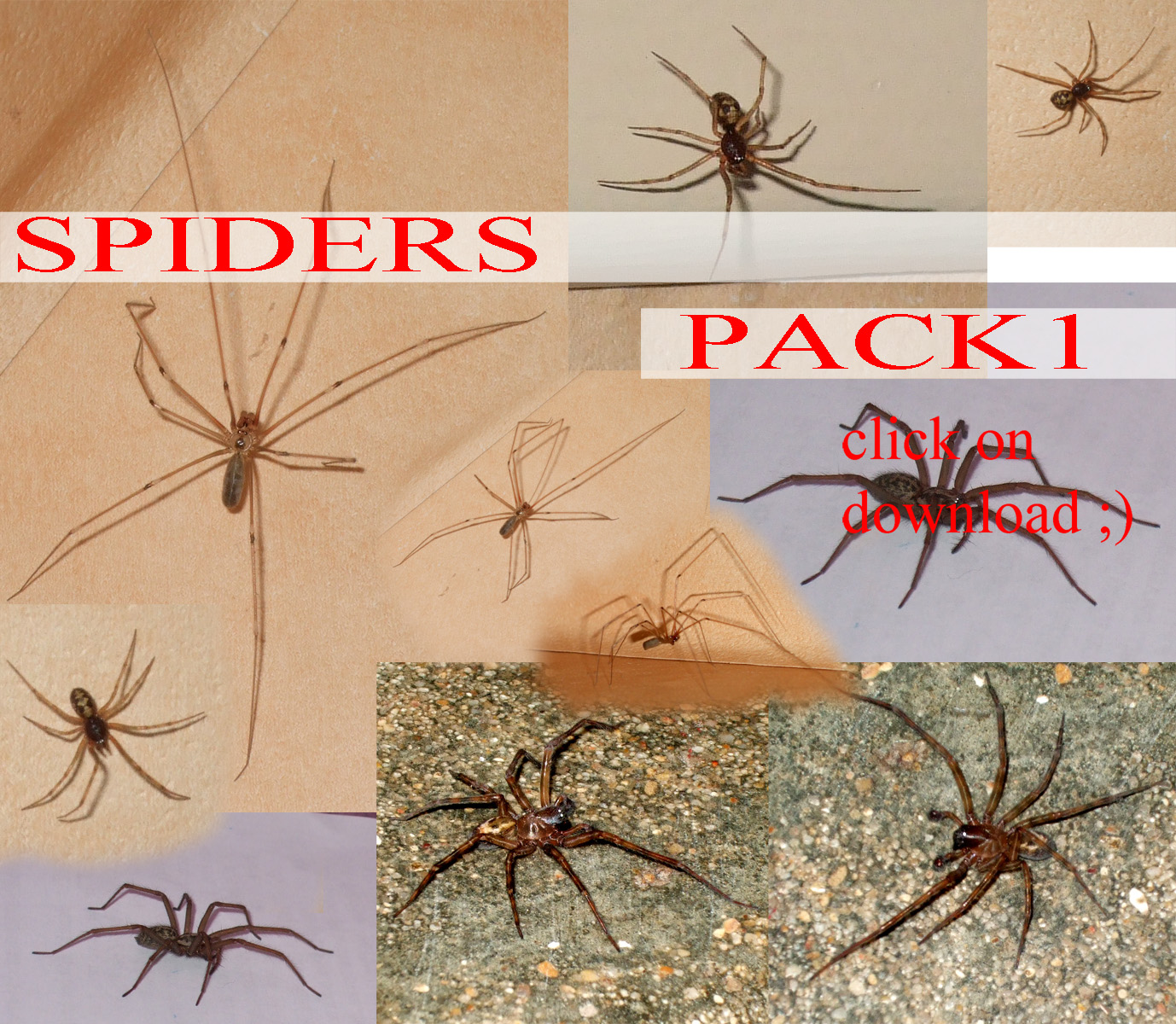 Spiders PACK 1 by whynotastock on DeviantArt