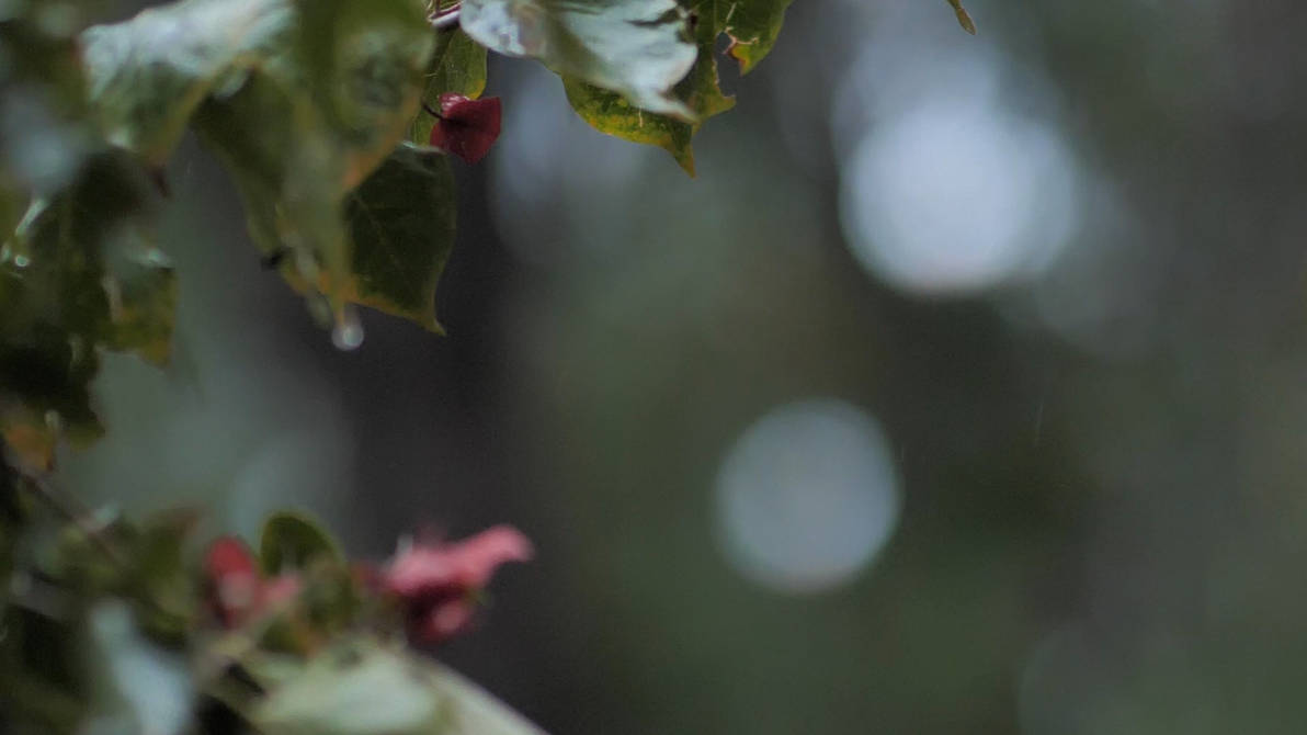 Rain in the Wild by nlublovary on DeviantArt