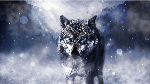 Winter Wolf GIF by Fiulo on DeviantArt