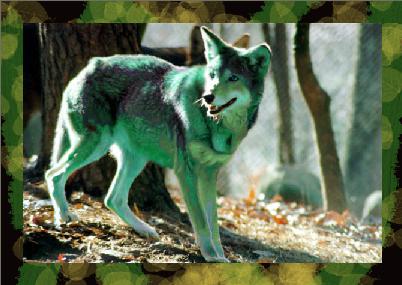 Green Wolf by NirvanaFan7789 on DeviantArt