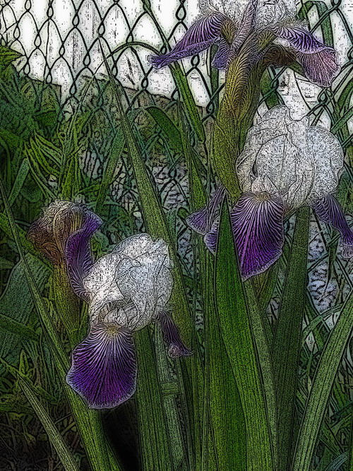 Woodcut Iris by milesmilesaway on DeviantArt