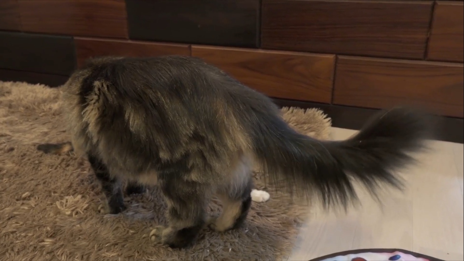 Cat3 Live Wallpaper for RainWallpaper by ice-wind-wolf on DeviantArt