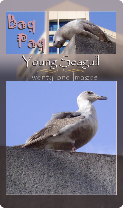 Young Seagull Pack by Baq-Stock on DeviantArt