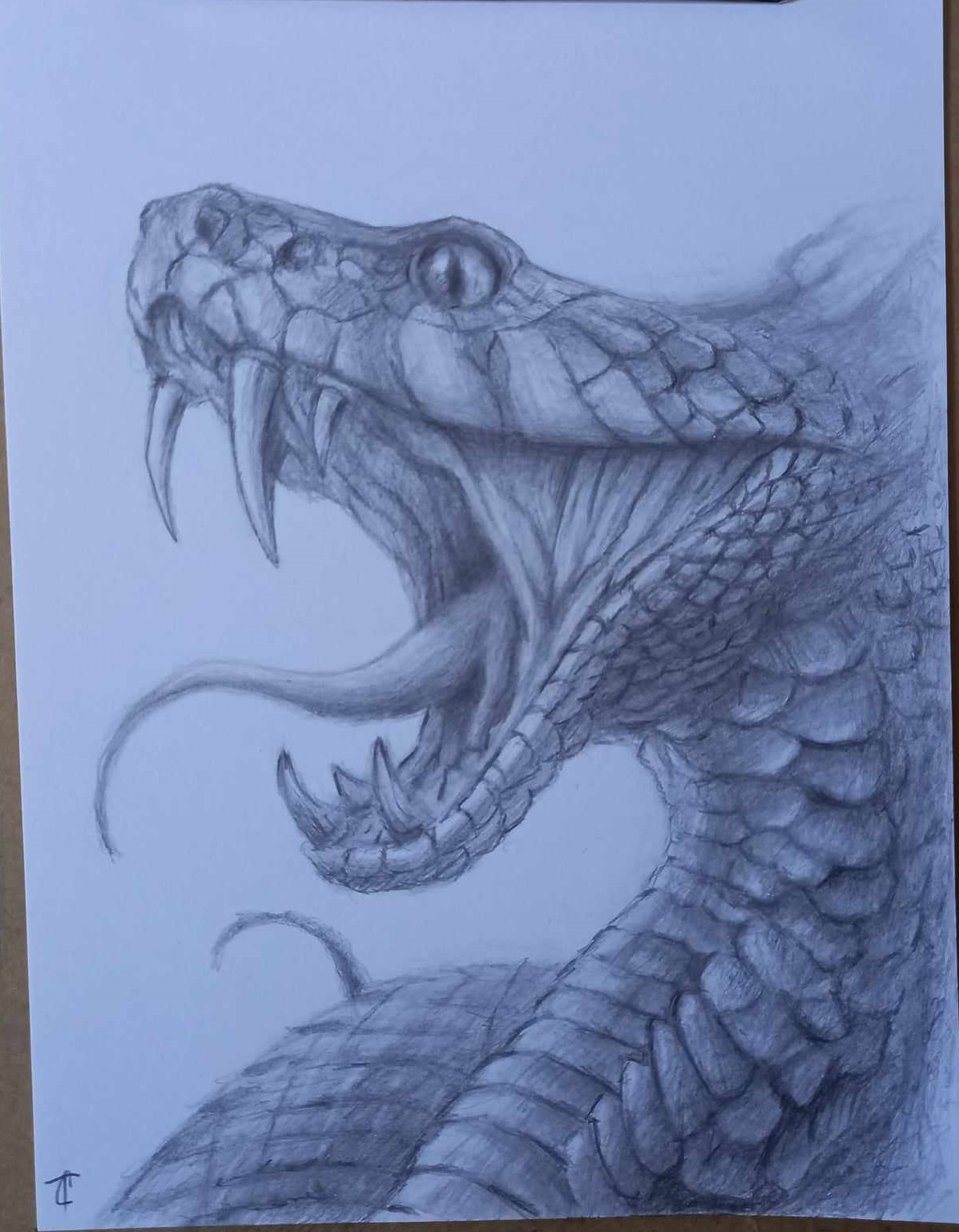 Snake Pencil Sketch by creativevision300 on DeviantArt