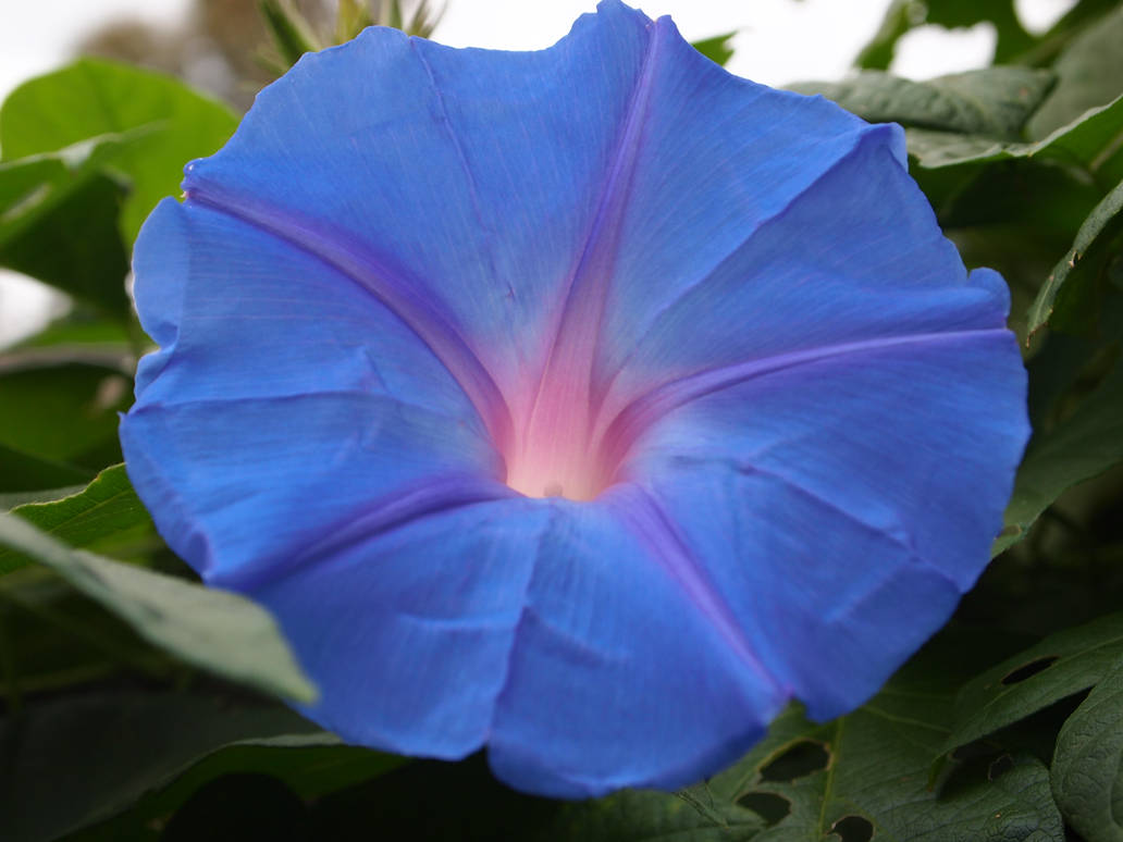 Singlular Convolvulus Flower by Buggi8 on DeviantArt