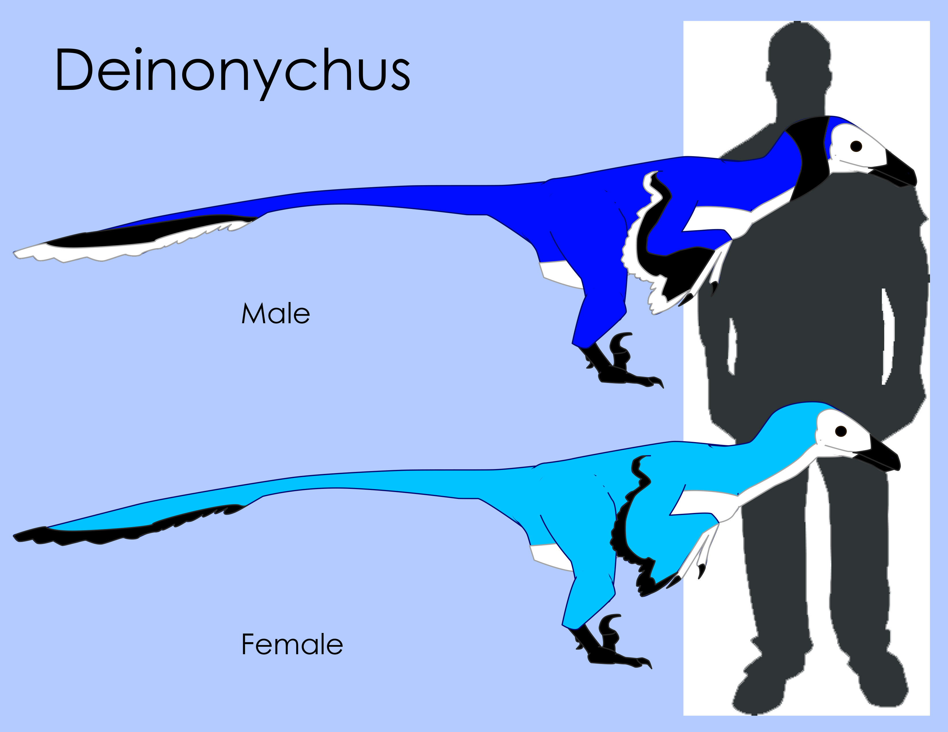 Deinonychus Size Comparison