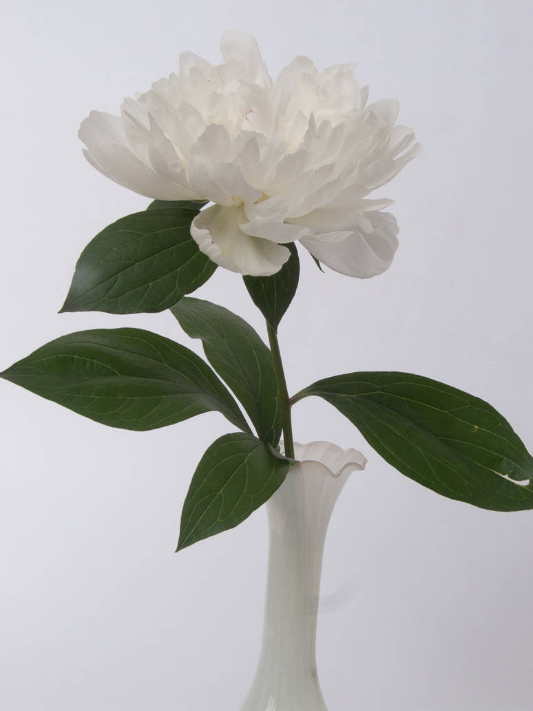 Peony by Echo-chrome on DeviantArt