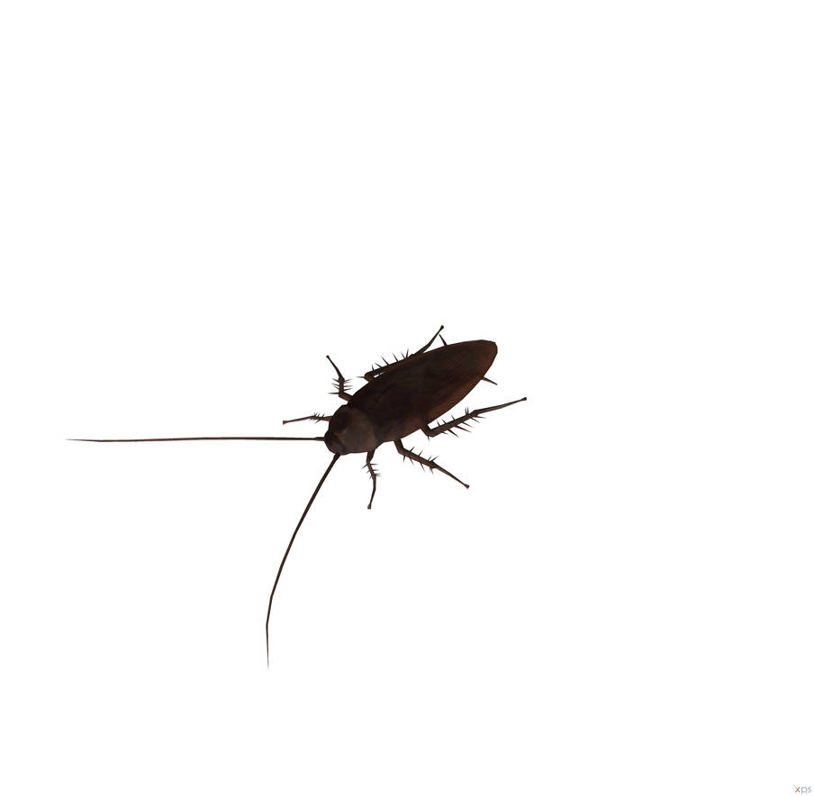 P.T. - Cockroach for XPS by AlexJohnMizyris on DeviantArt