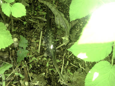 Explore the Best Saltasaurus Art | DeviantArt