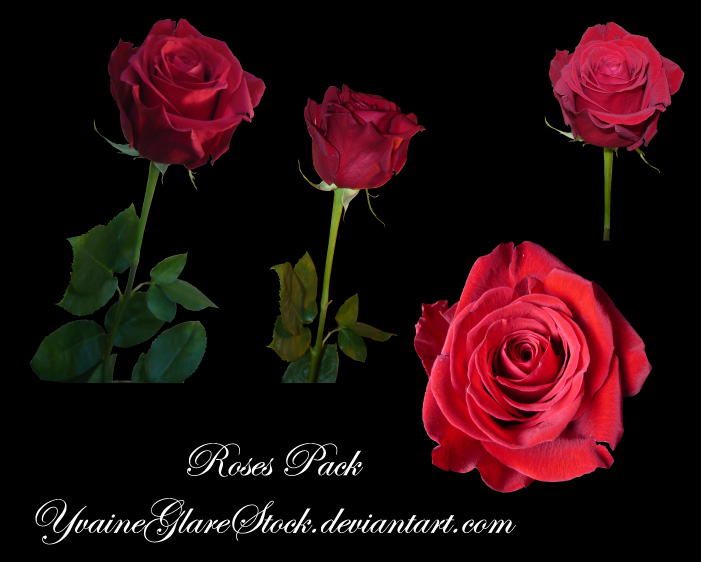 4 Roses stock pack by YvaineGlareStock on DeviantArt