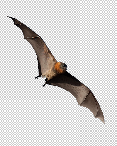 Flying Fox by MadSDesignz on DeviantArt