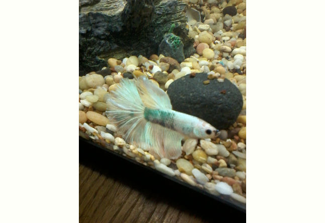 Picture of my fish Einstein by Sotorious on DeviantArt