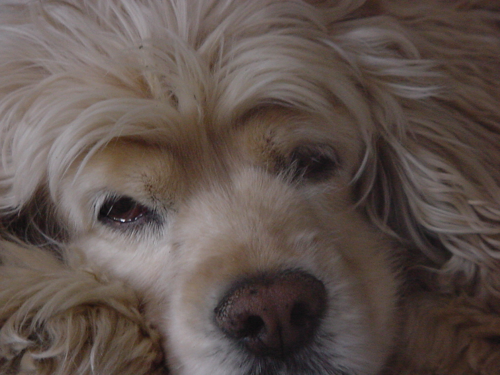 the daisy project by bjorkgirl8 on DeviantArt