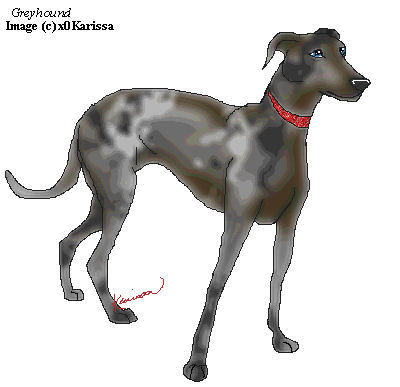 Greyhound by x0Karissa on DeviantArt
