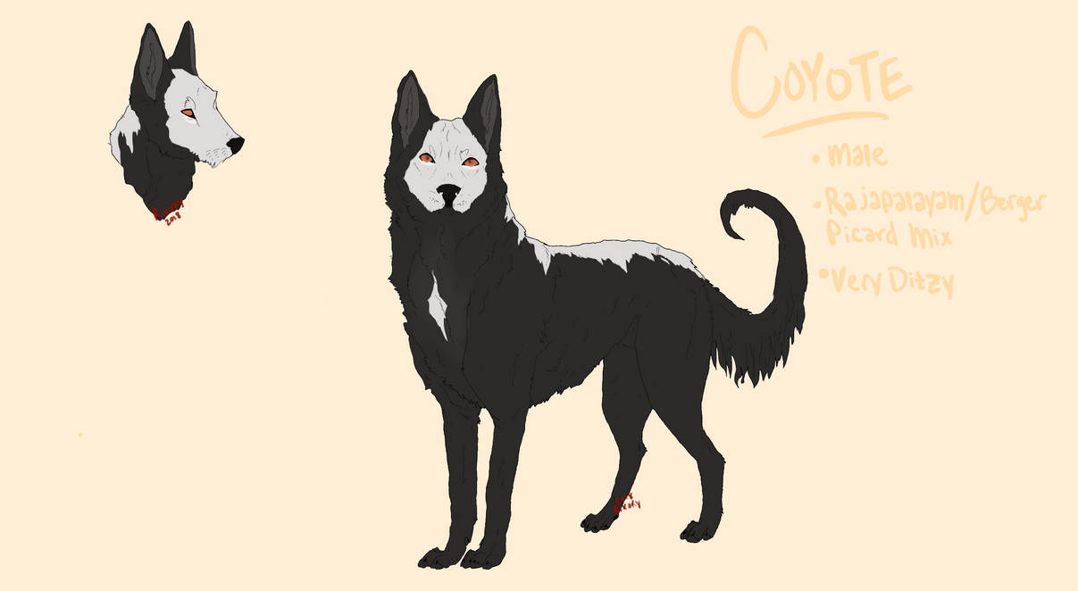 COYOTE ref by rixoky on DeviantArt