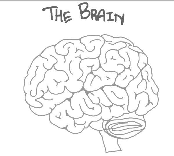 Brain diagram [interactive] by yldasrma on DeviantArt