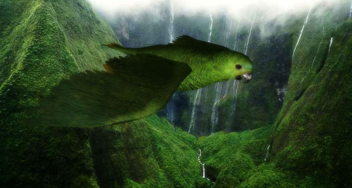 MMD Newcomer Amazon Blue Fronted Parrot + DL by Valforwing on DeviantArt