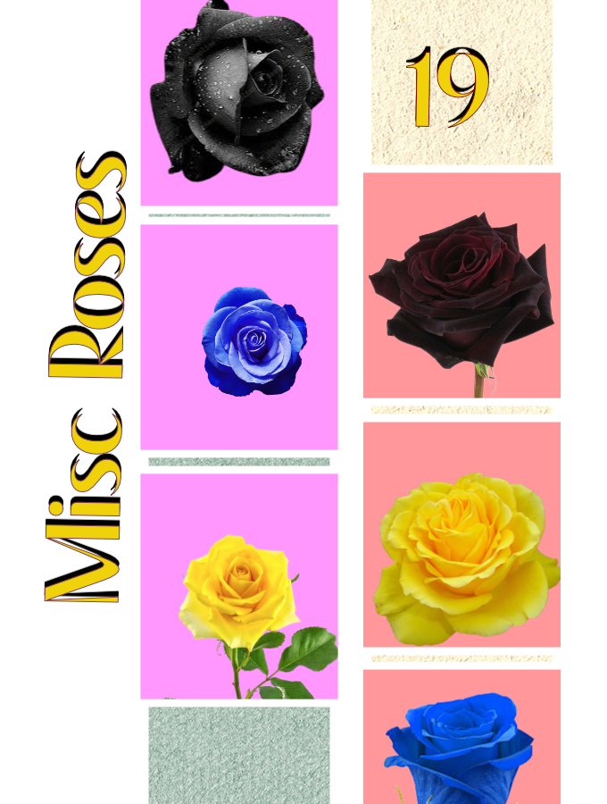 Misc Roses Pack by BachtheOtter on DeviantArt