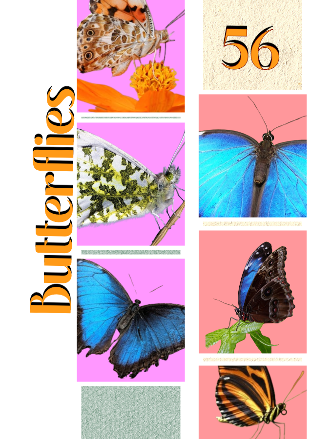 Butterfly PNG by BachtheOtter on DeviantArt