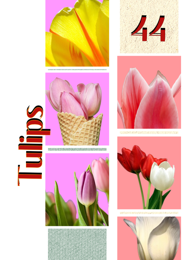 Tulip PNG by BachtheOtter on DeviantArt