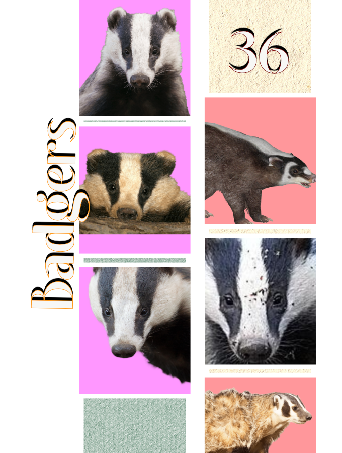 Badgers PNG by BachtheOtter on DeviantArt