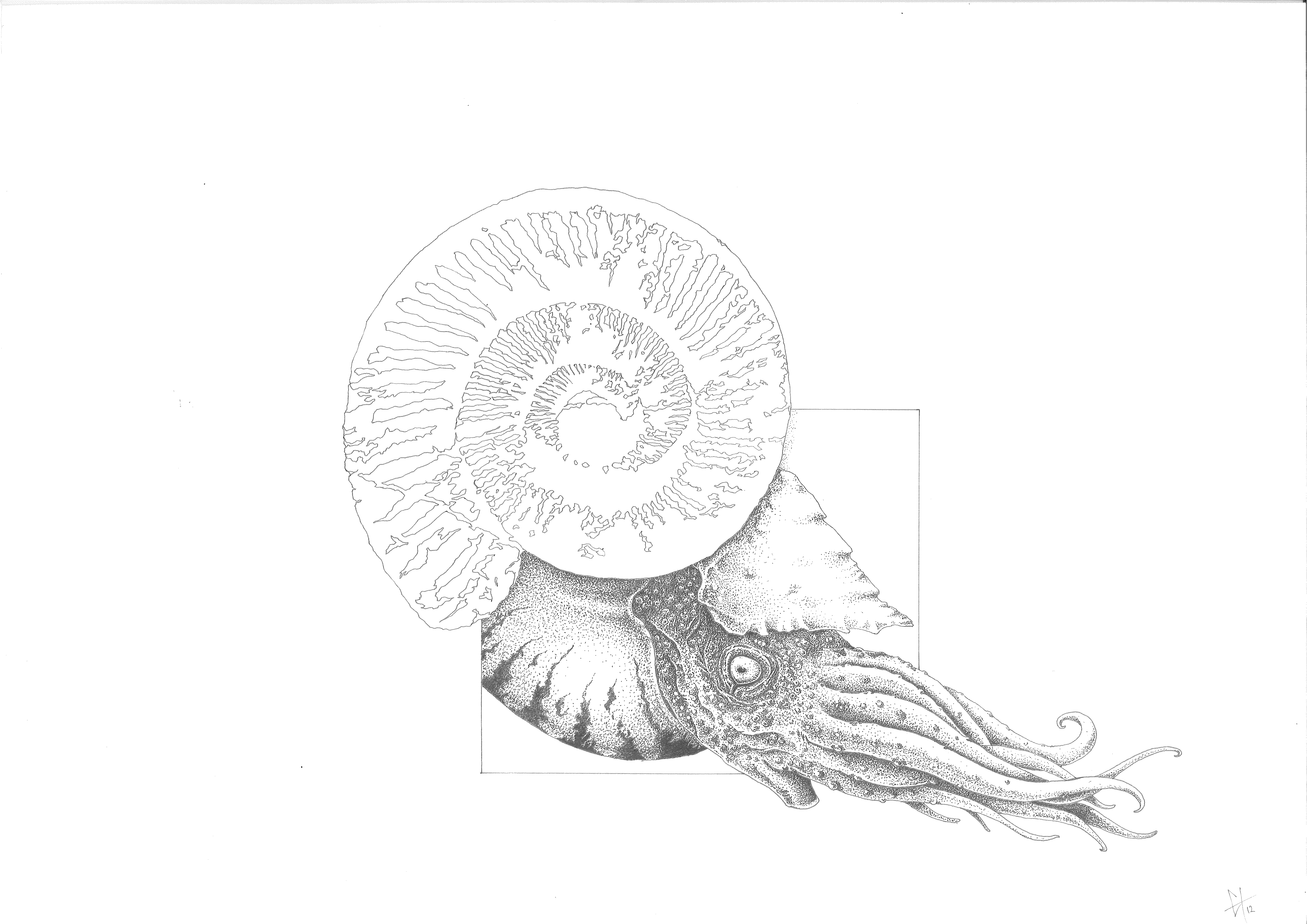 Ammonite by HSilustration on DeviantArt