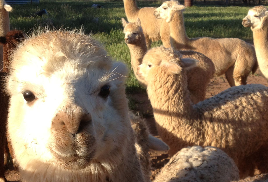 lama eyes by brazance on DeviantArt