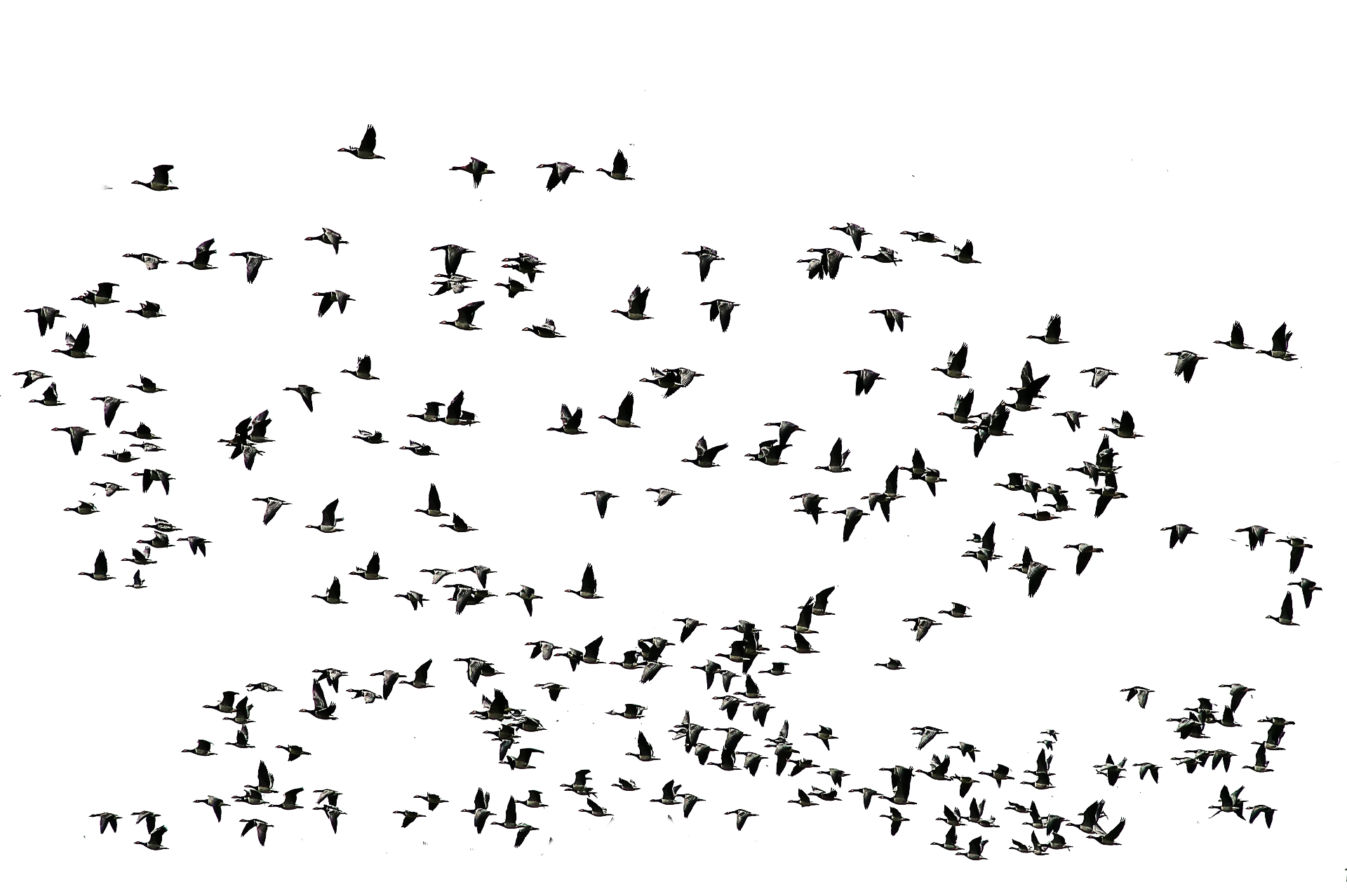 Flying birds - geese 2 by AStoKo on DeviantArt