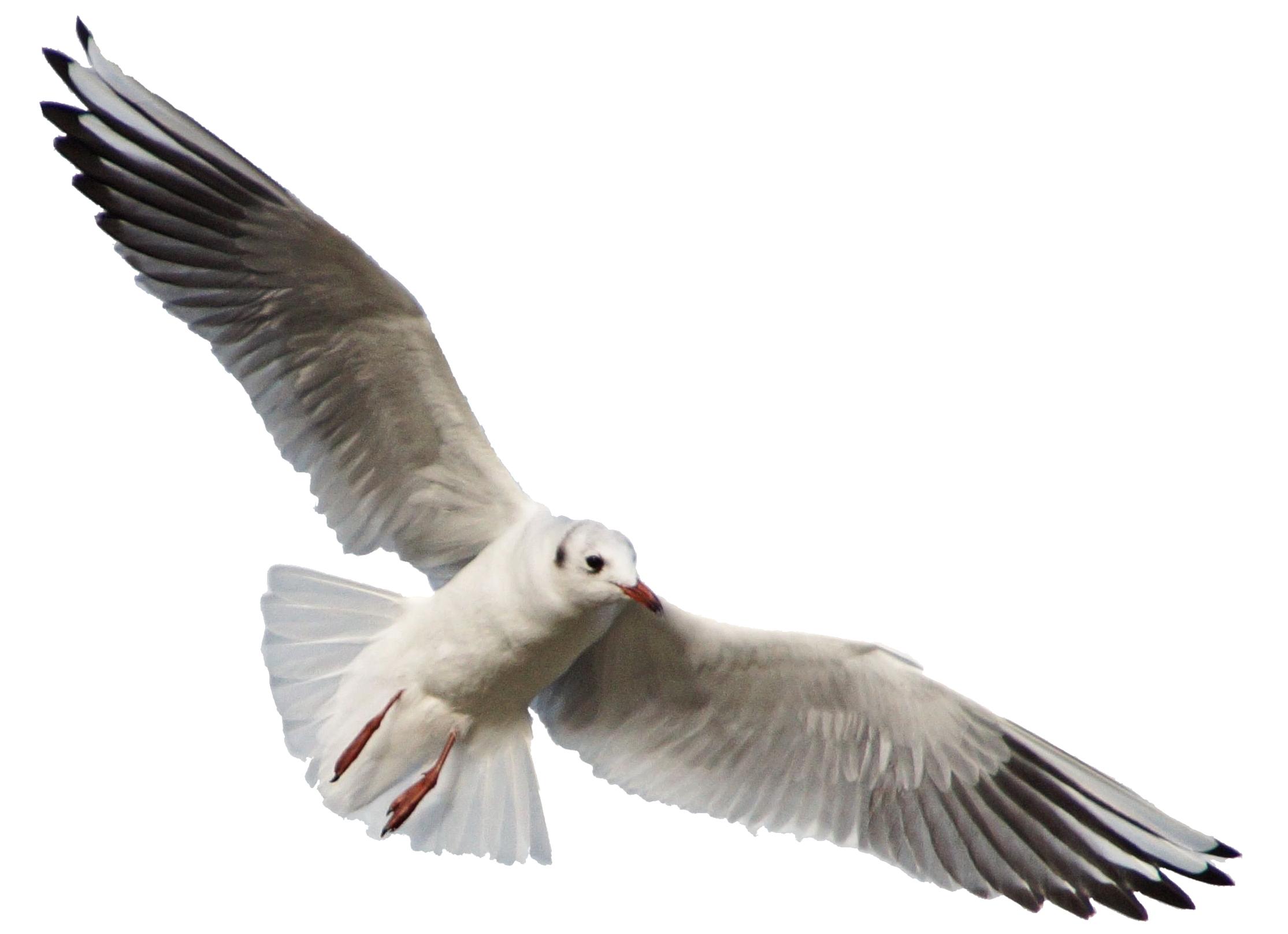 Seagull Png