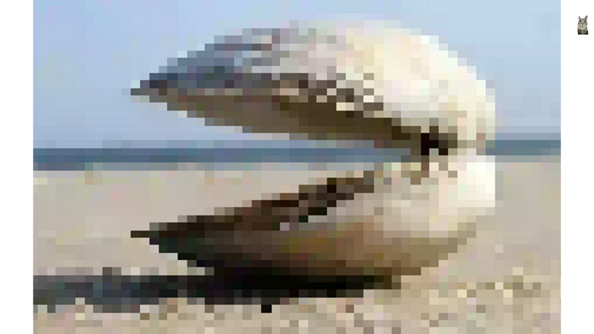 Tis Clam by FishersBread on DeviantArt