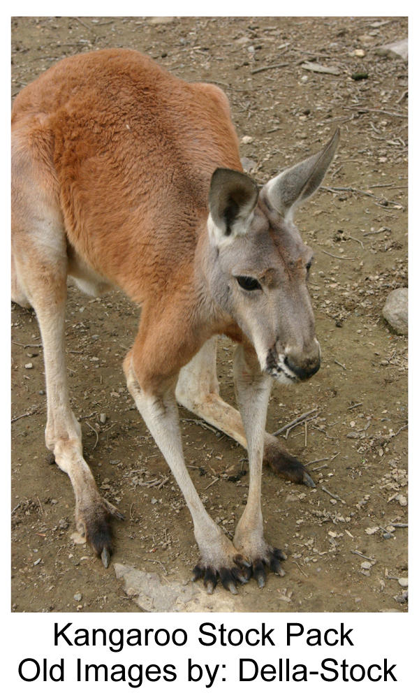 Kangaroo Stock Pack by Della-Stock on DeviantArt