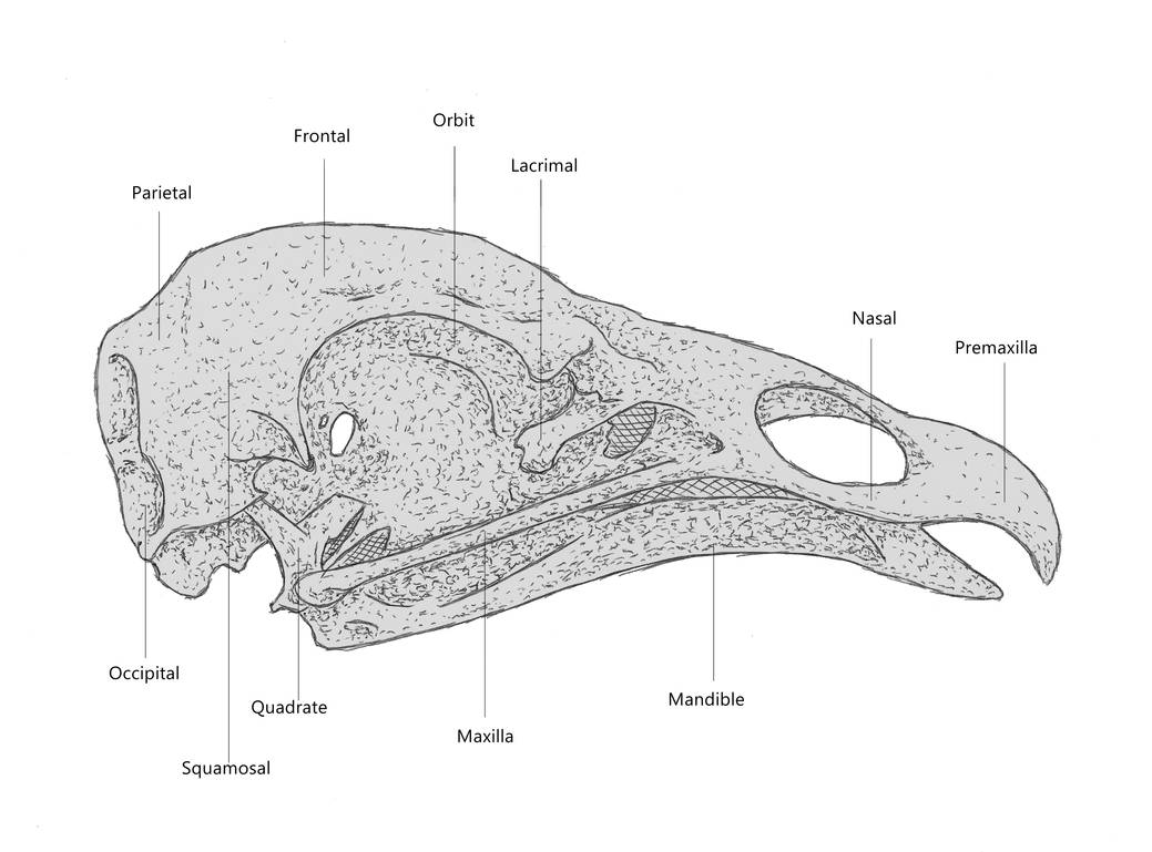 Turky Vulture Skull Anatomy by HAustinRobinson on DeviantArt