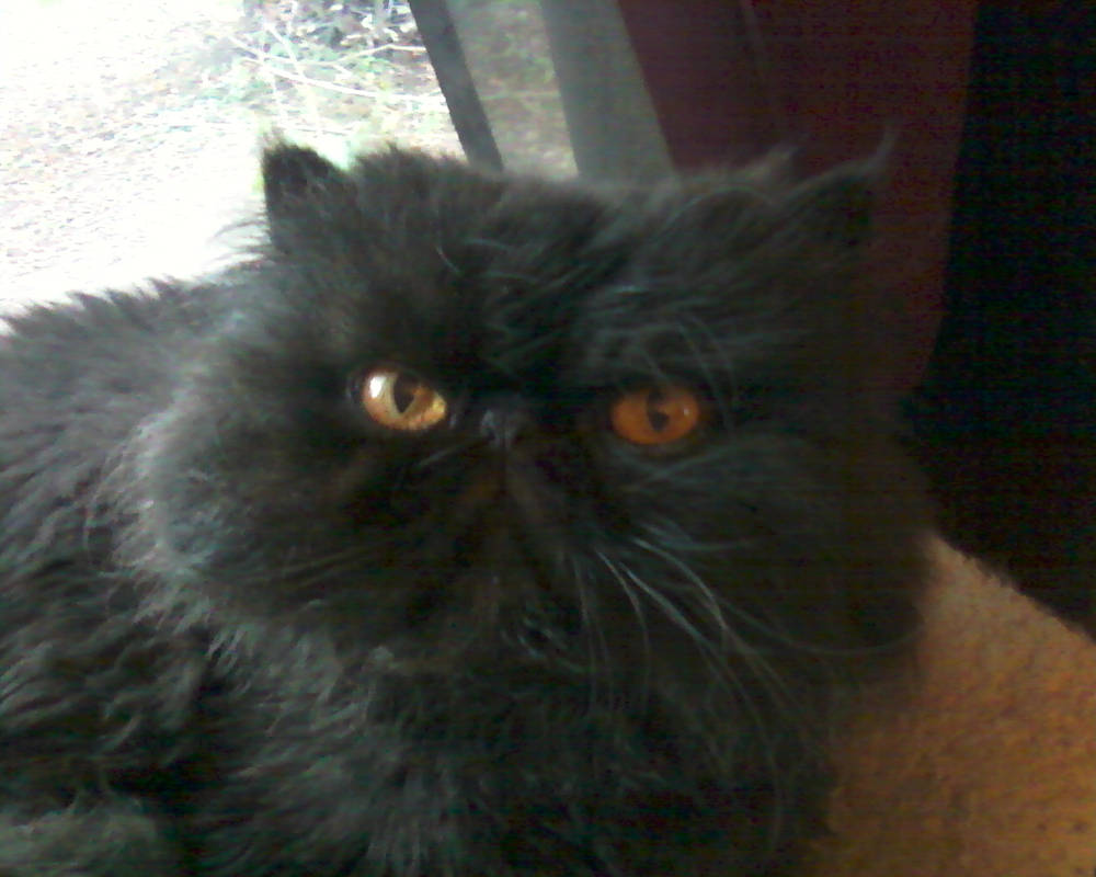 Merlin the Cat by selflessnessforall on DeviantArt