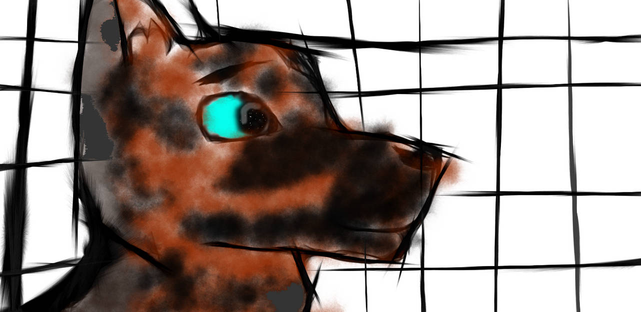 caged wolf by molly546 on DeviantArt