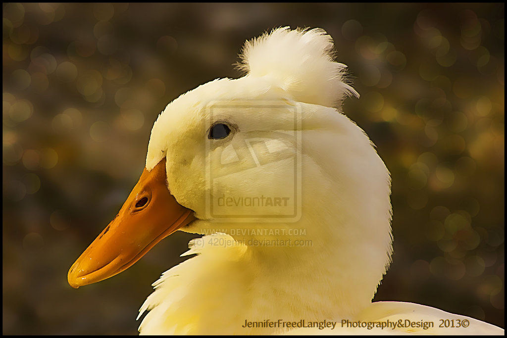 Yellow Duck by 420jenni on DeviantArt