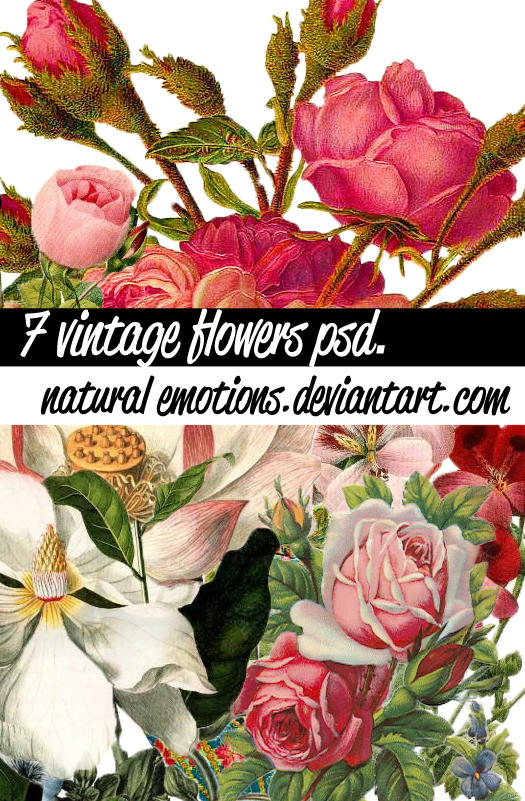 7 vintage flowers psd. by naturalemotions on DeviantArt