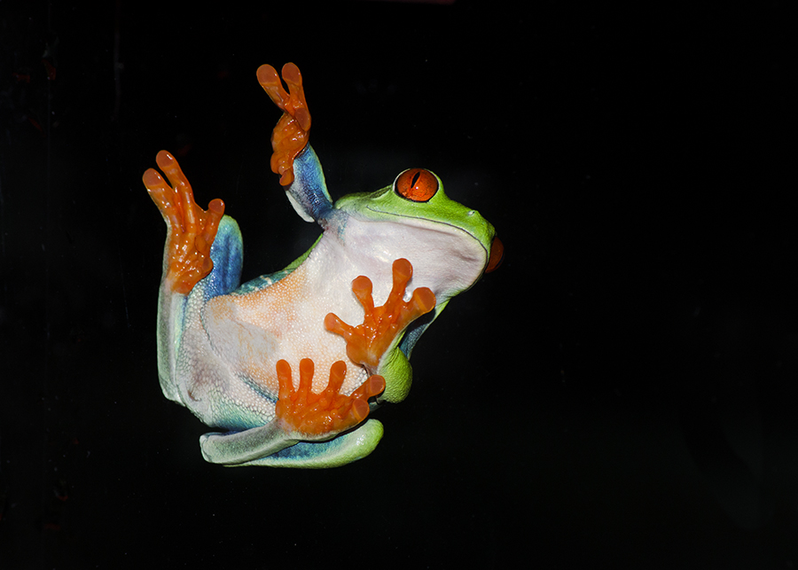 Floating Frog 2 by tuftedpuffin on DeviantArt