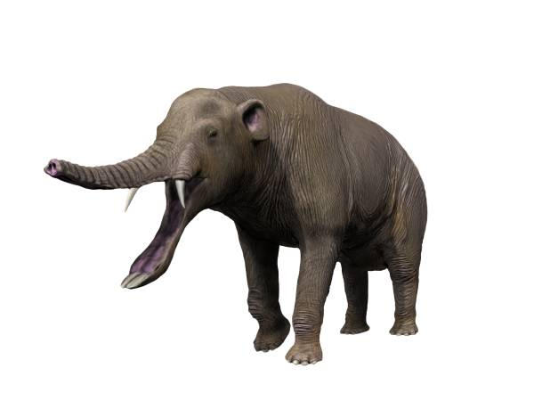 Shoveltusker by Dylan613 on DeviantArt