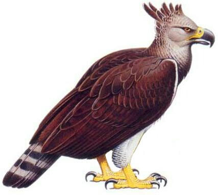 Haast's Eagle by Dylan613 on DeviantArt