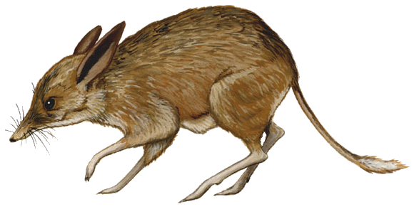 Pig-Footed Bandicoot by Dylan613 on DeviantArt