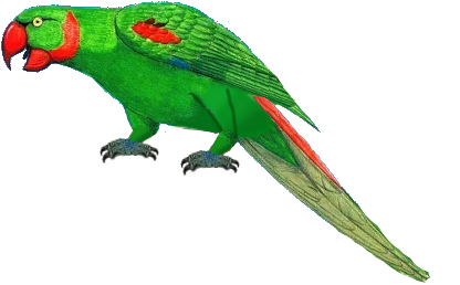 Rodrigues Parrot by Dylan613 on DeviantArt