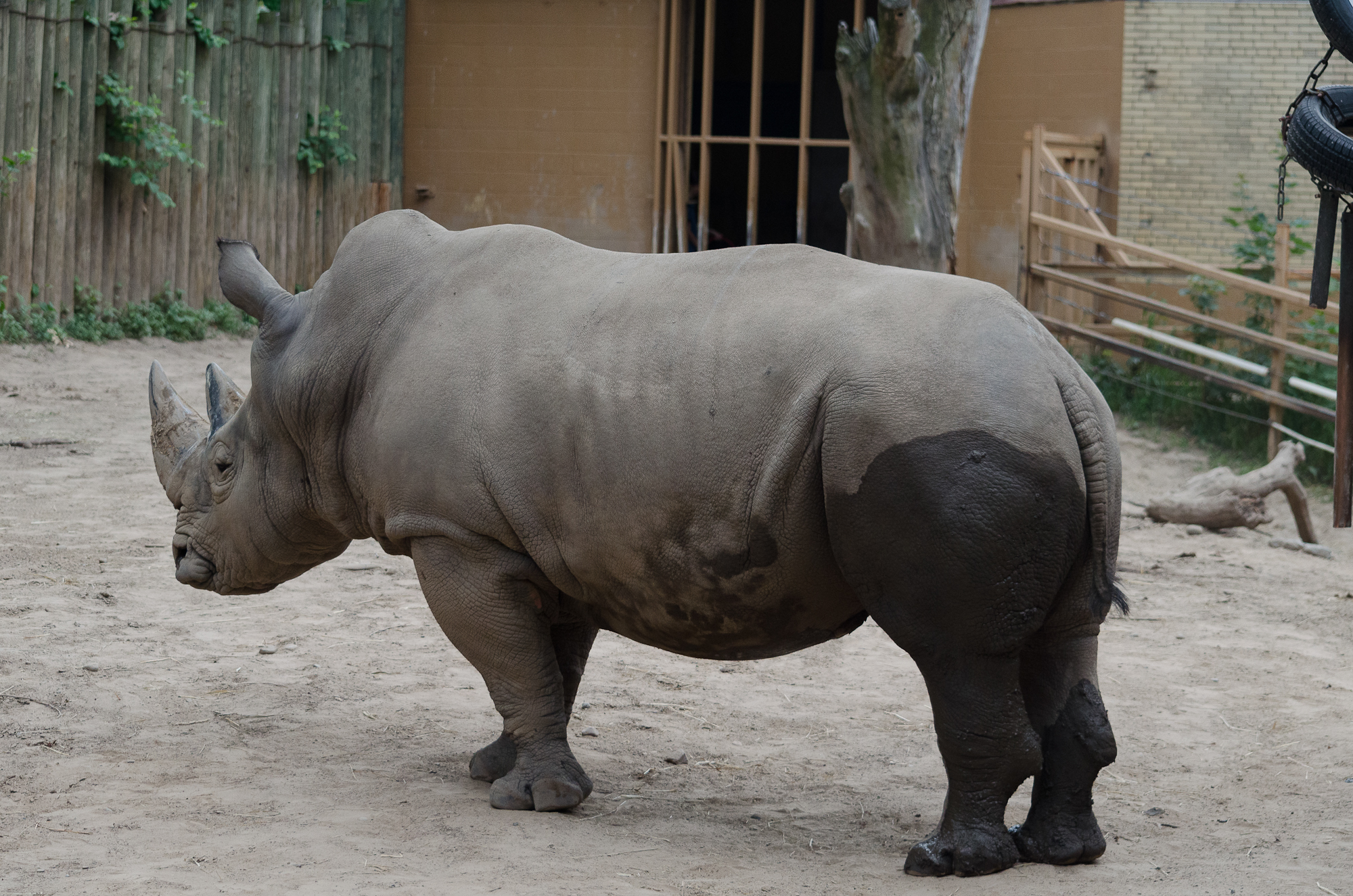 Rhino Stock Pack by SabrinaFranek on DeviantArt