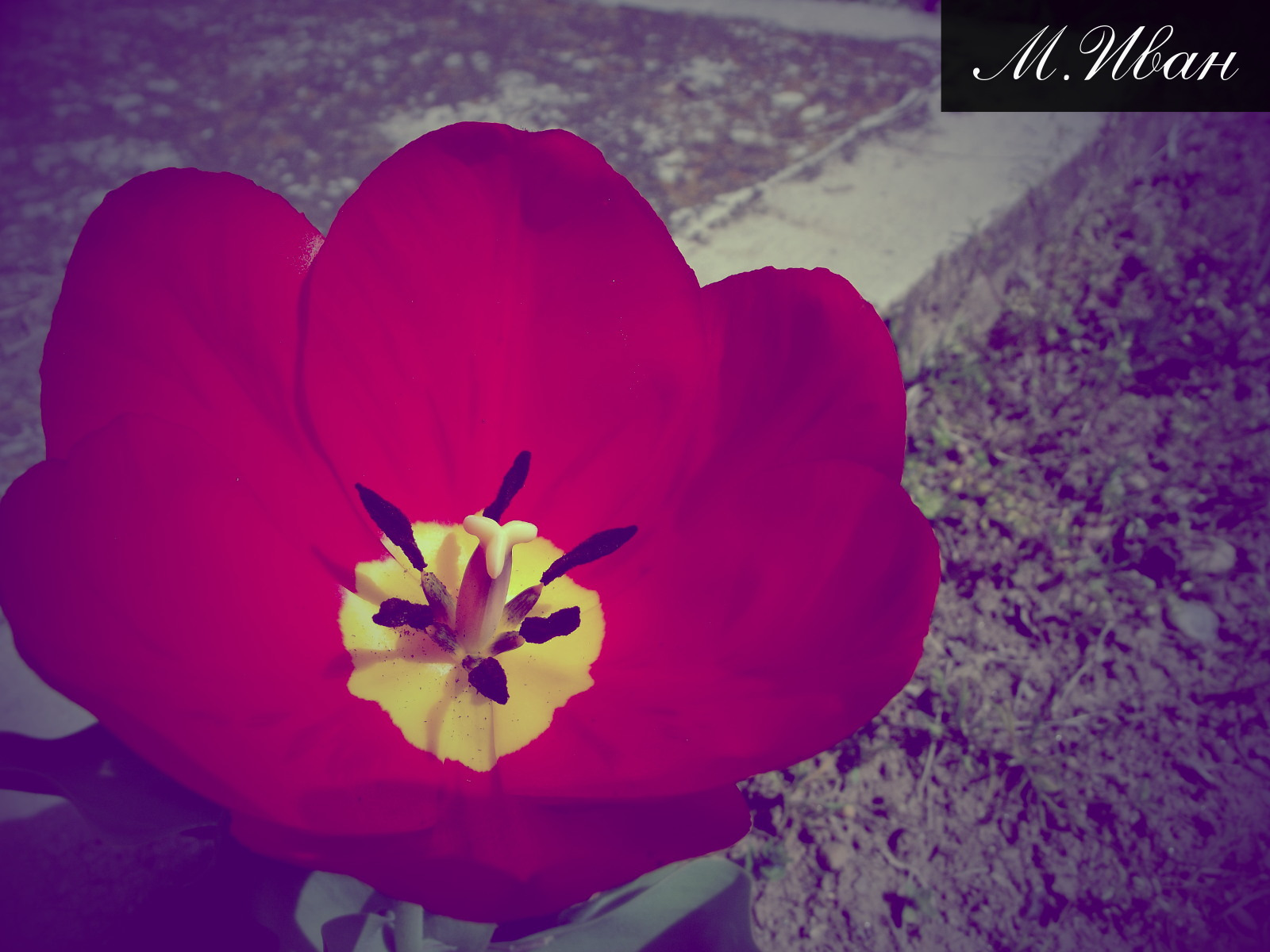 Lala-lomo Flower by Ivanmladenovi on DeviantArt