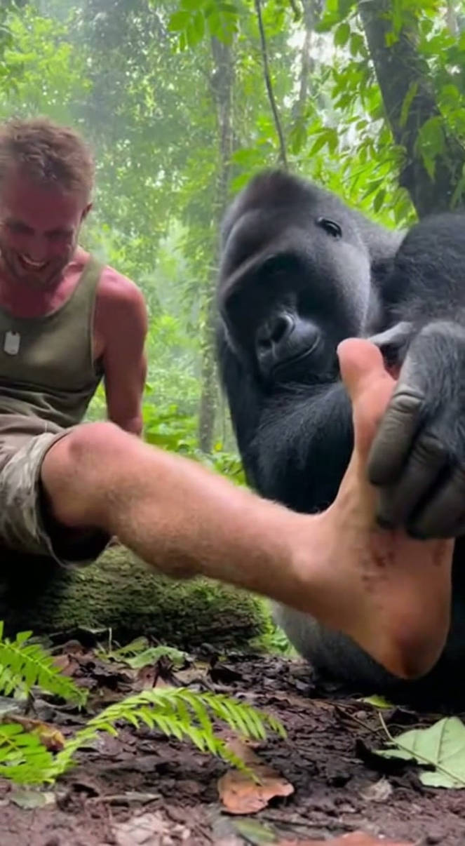 Gorilla vs Marine - Foot Edition by jman1978 on DeviantArt