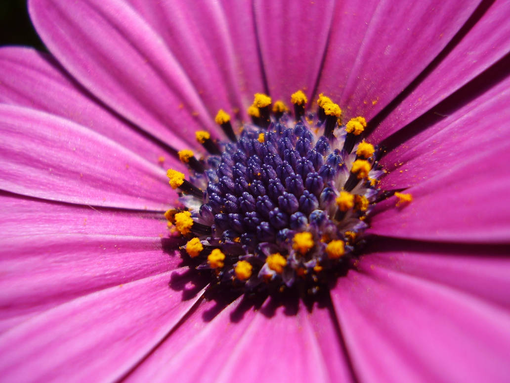 Violet daisy alternate by rendereddream on DeviantArt